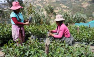 Our Tree Growing Program – Planeterra