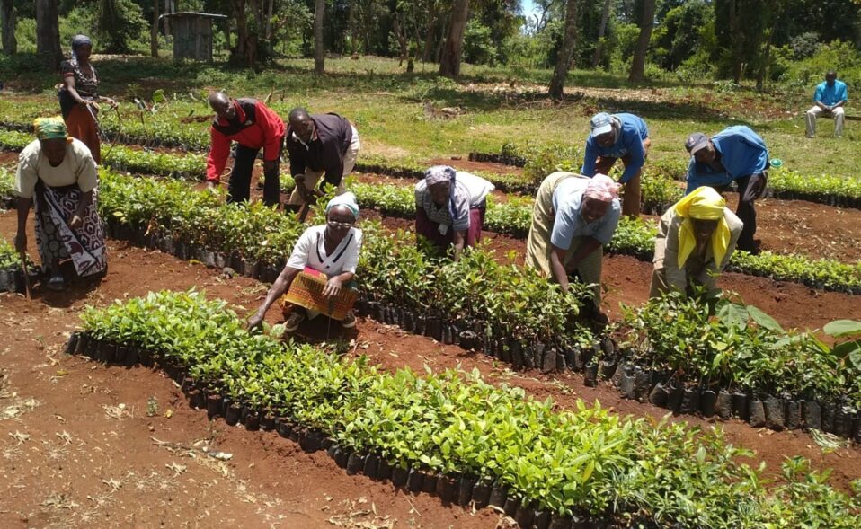 Our Tree Growing Program – Planeterra