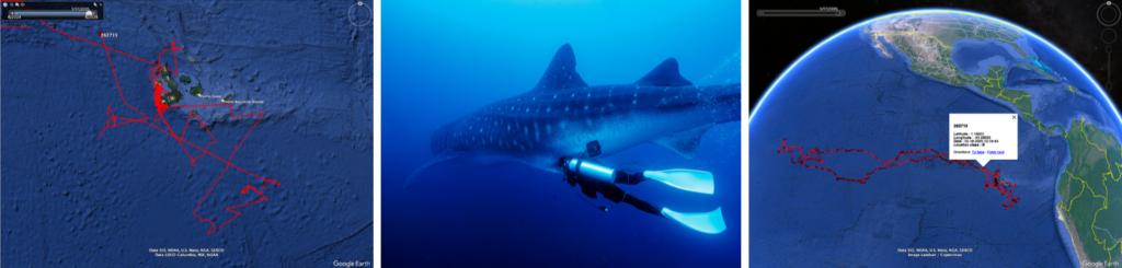 “Elise” Returns to The Galapagos – Planeterra