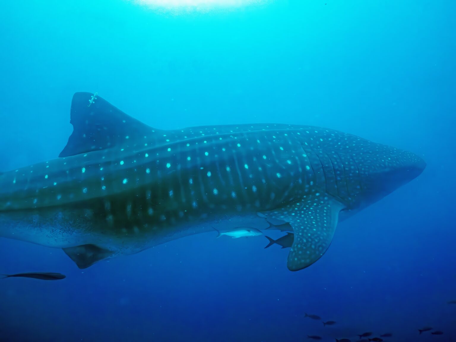 “Elise” Returns to The Galapagos – Planeterra